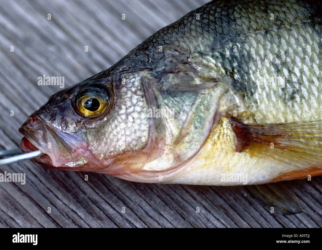 freshly caught Walleye, walleyed pike, pickerel fish. sport fishing ...