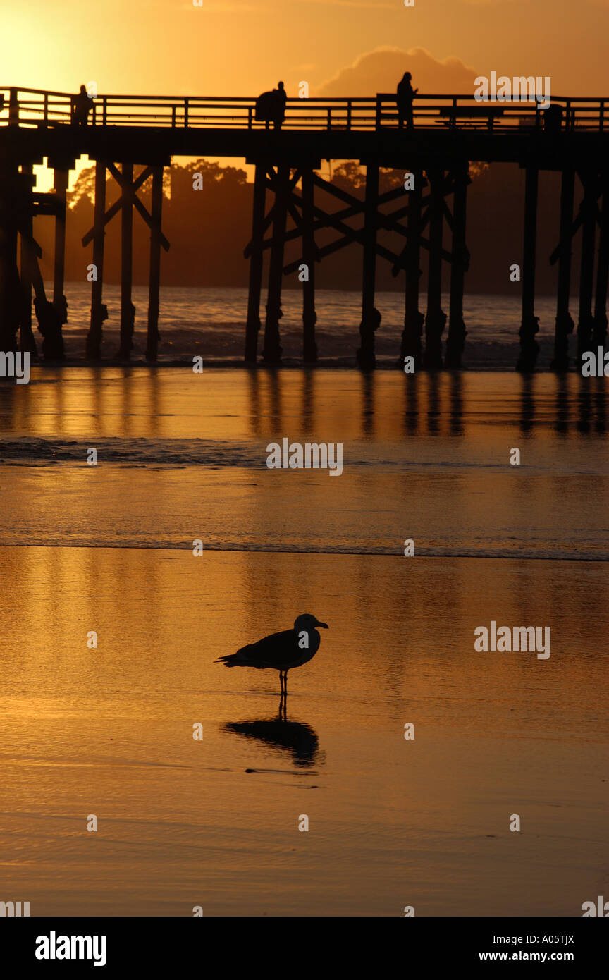 Goleta bird hi-res stock photography and images - Alamy