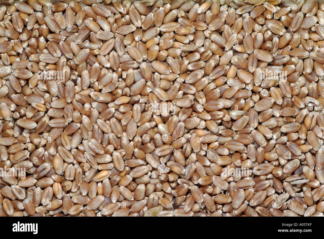 Wheat Grain, Close Up Stock Photo - Alamy