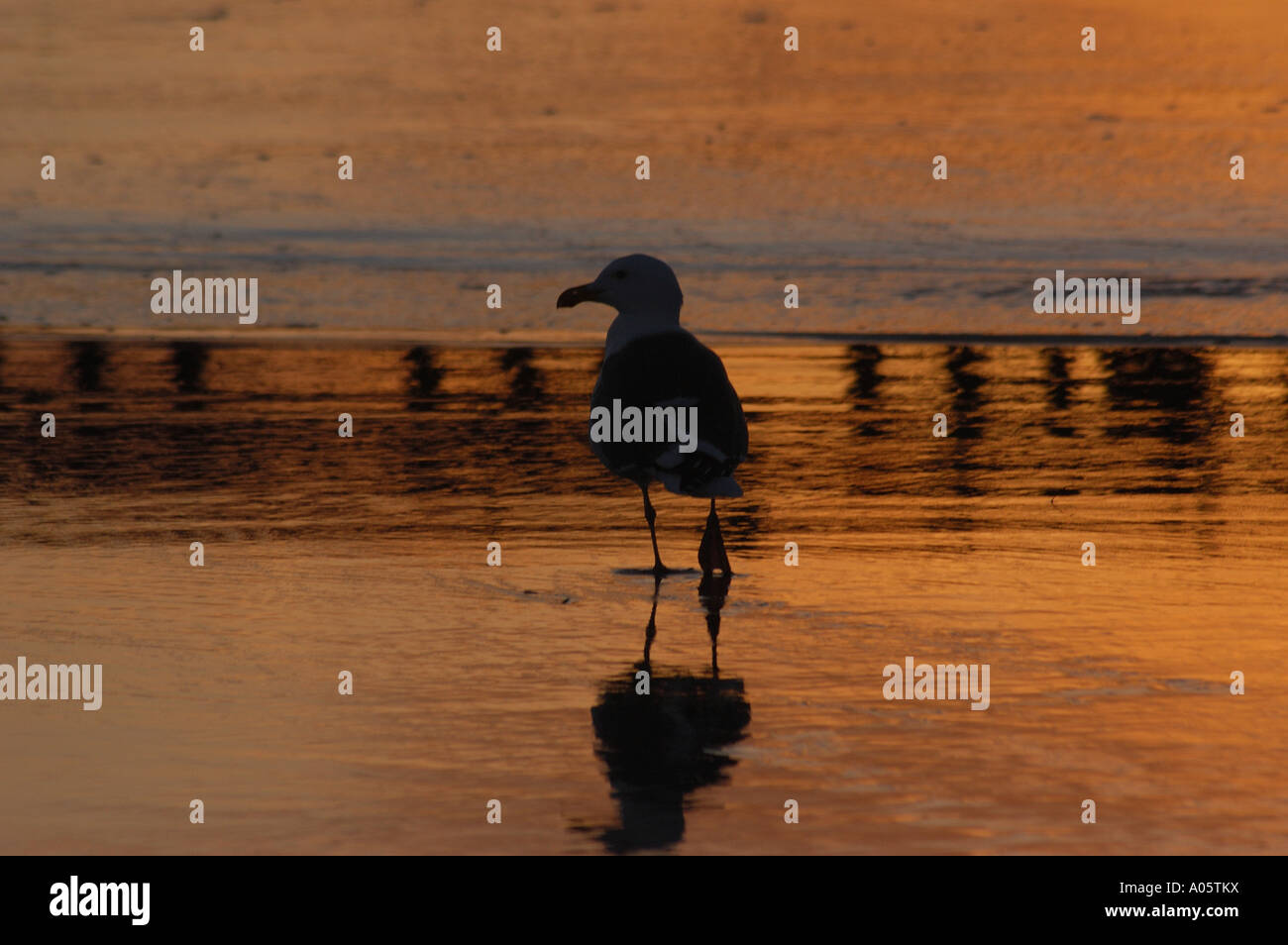Barbara seagull hi-res stock photography and images - Alamy