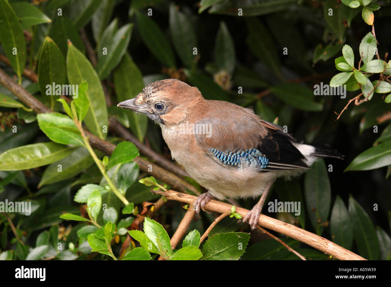 Juvenile jay hi-res stock photography and images - Alamy
