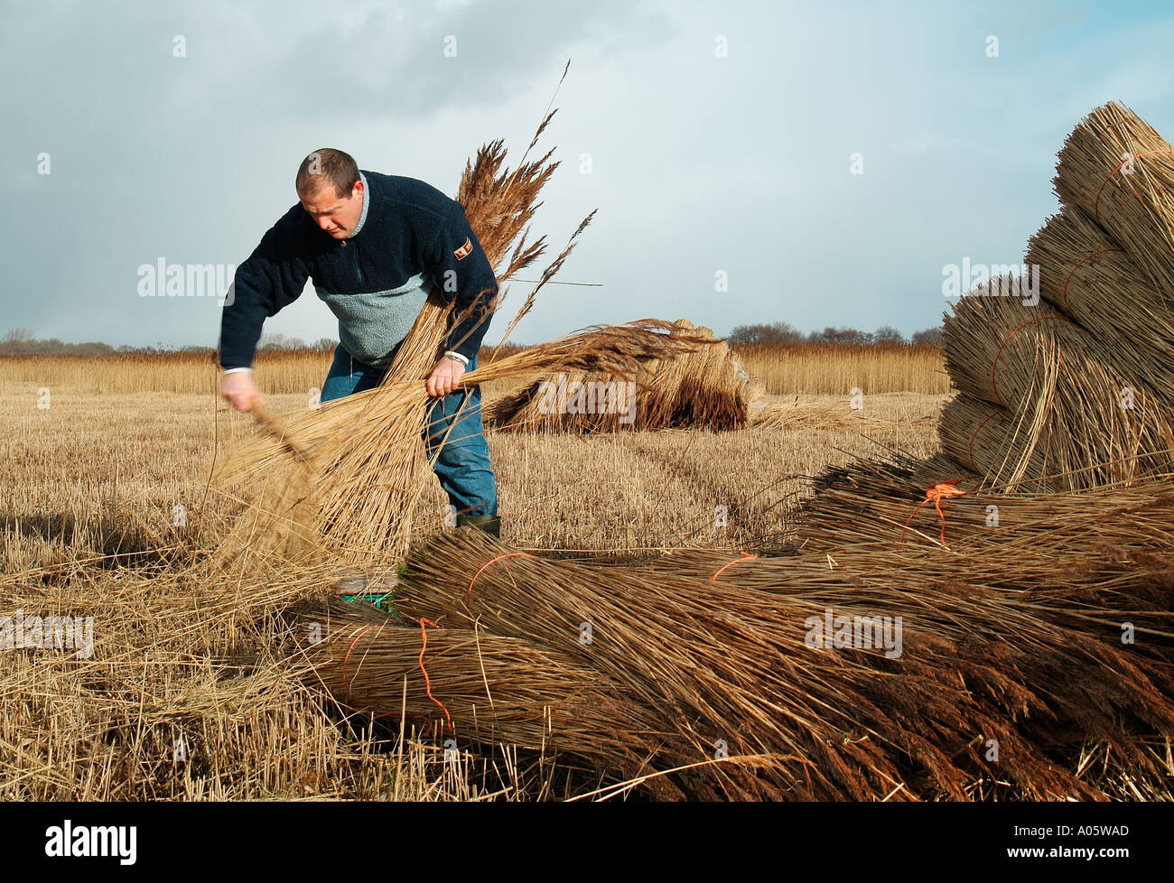 reed cutter, norfolk, england Stock Photo - Alamy