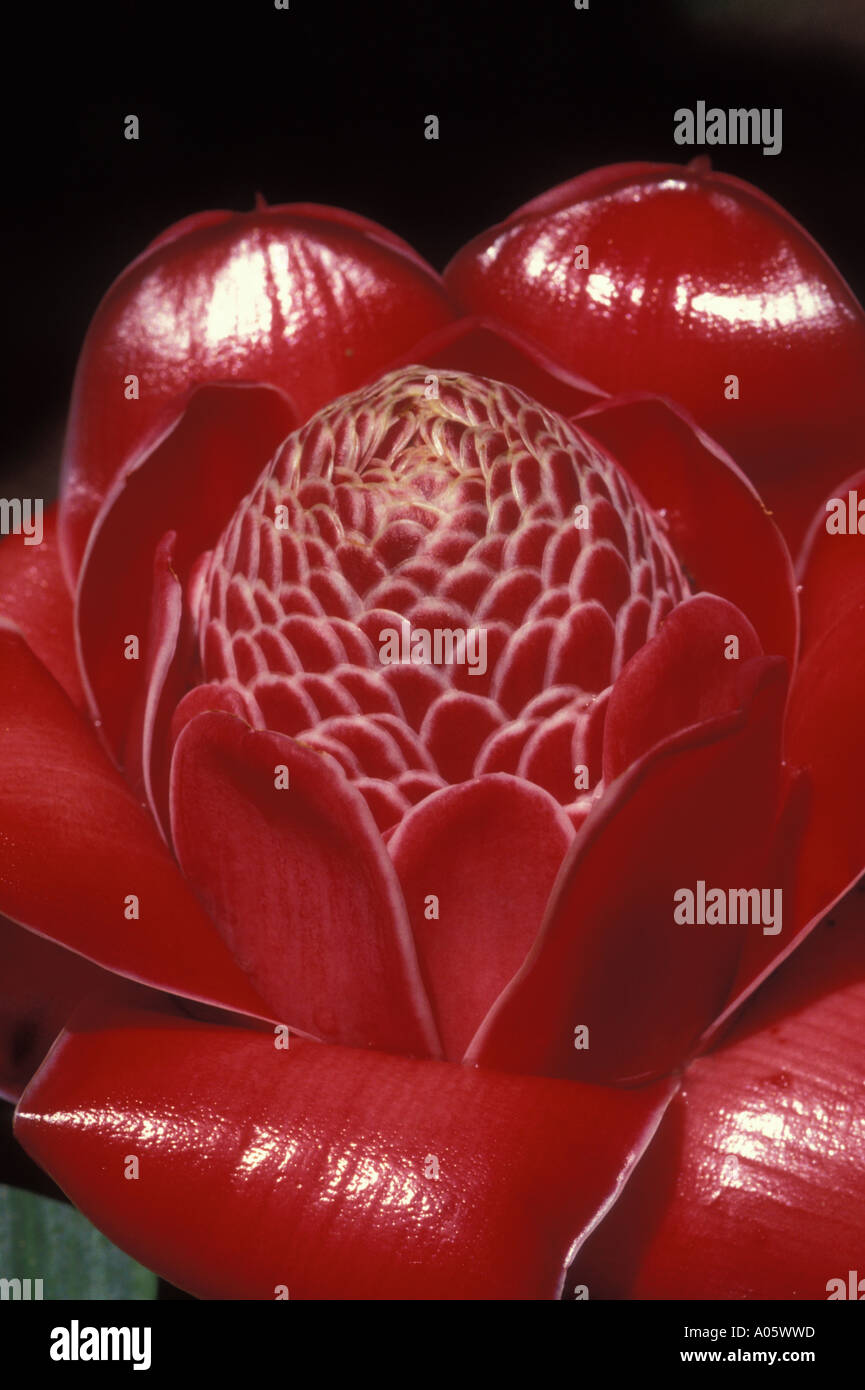 Torch Ginger Hawaii United States of America Stock Photo - Alamy