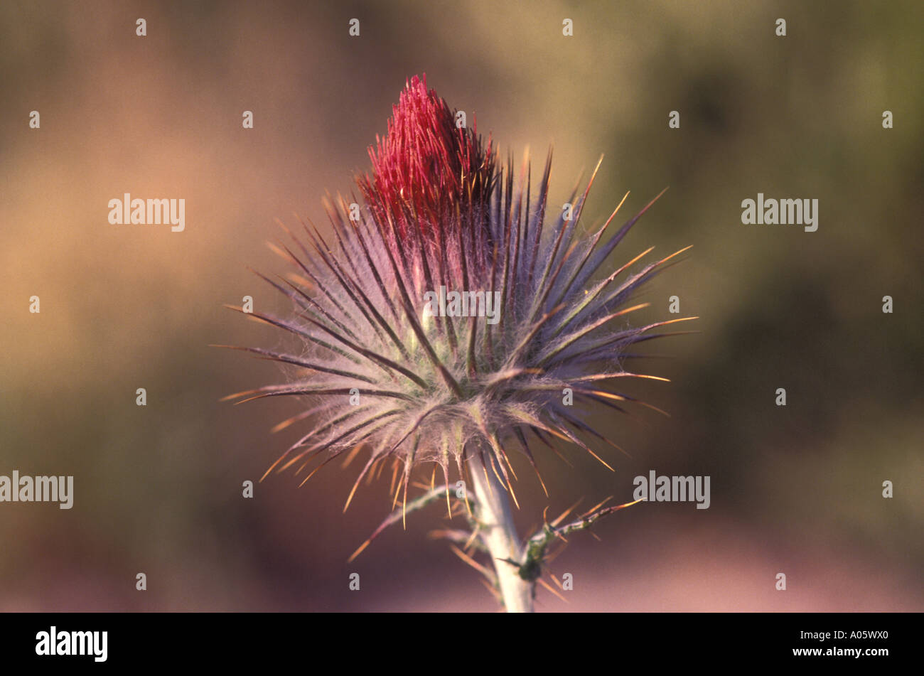 A thistle at Charmlee State Park in Malibu California United States of ...