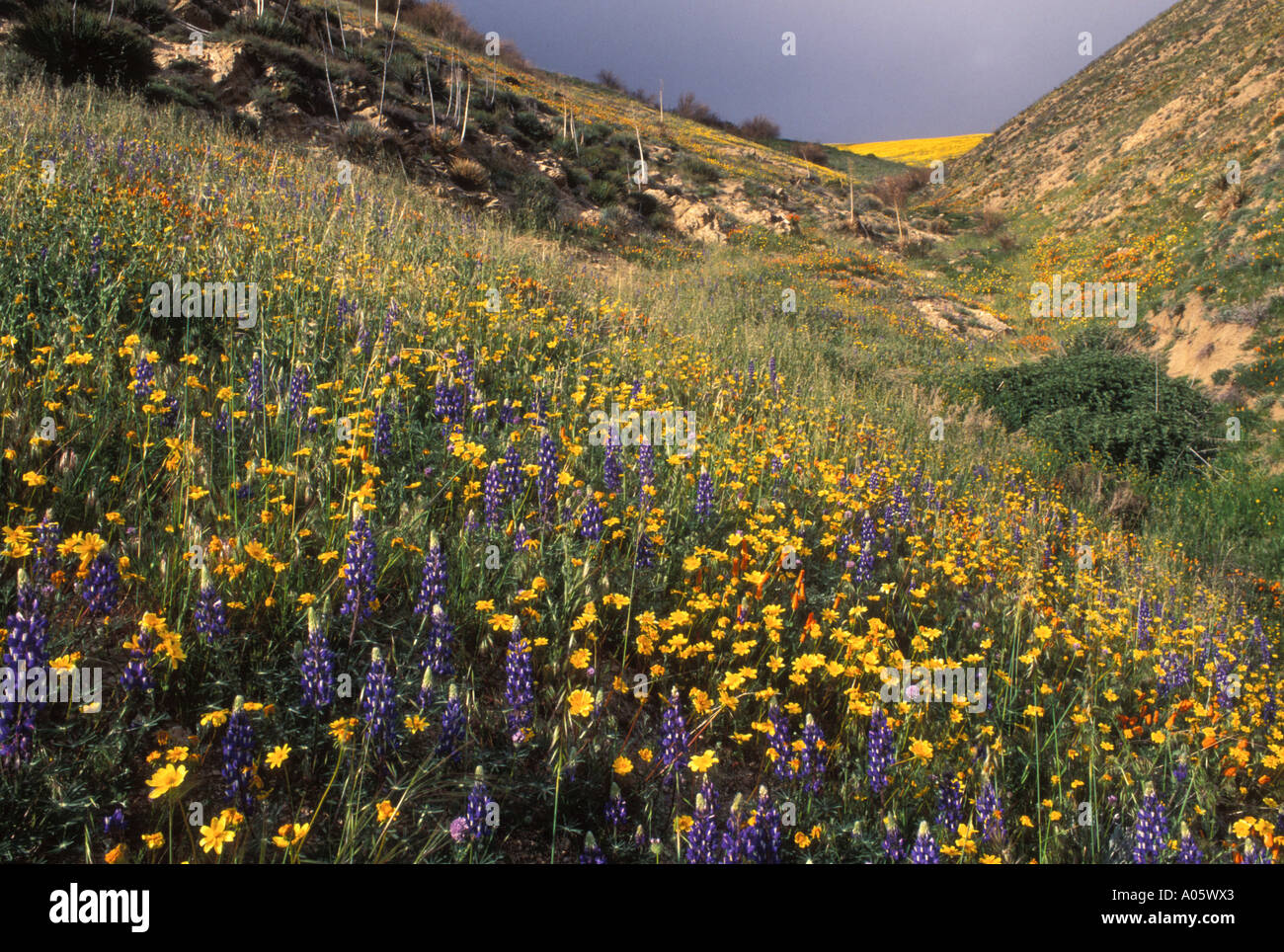 Chromatic flowers hi-res stock photography and images - Alamy