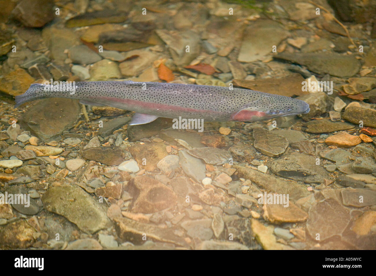 a Rainbow Trout in a stream at Hawkshead, Lake district, England Stock ...