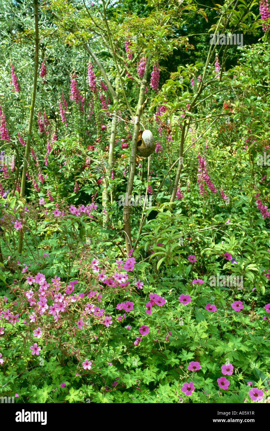 Summer garden border with pink geranium Stock Photo - Alamy