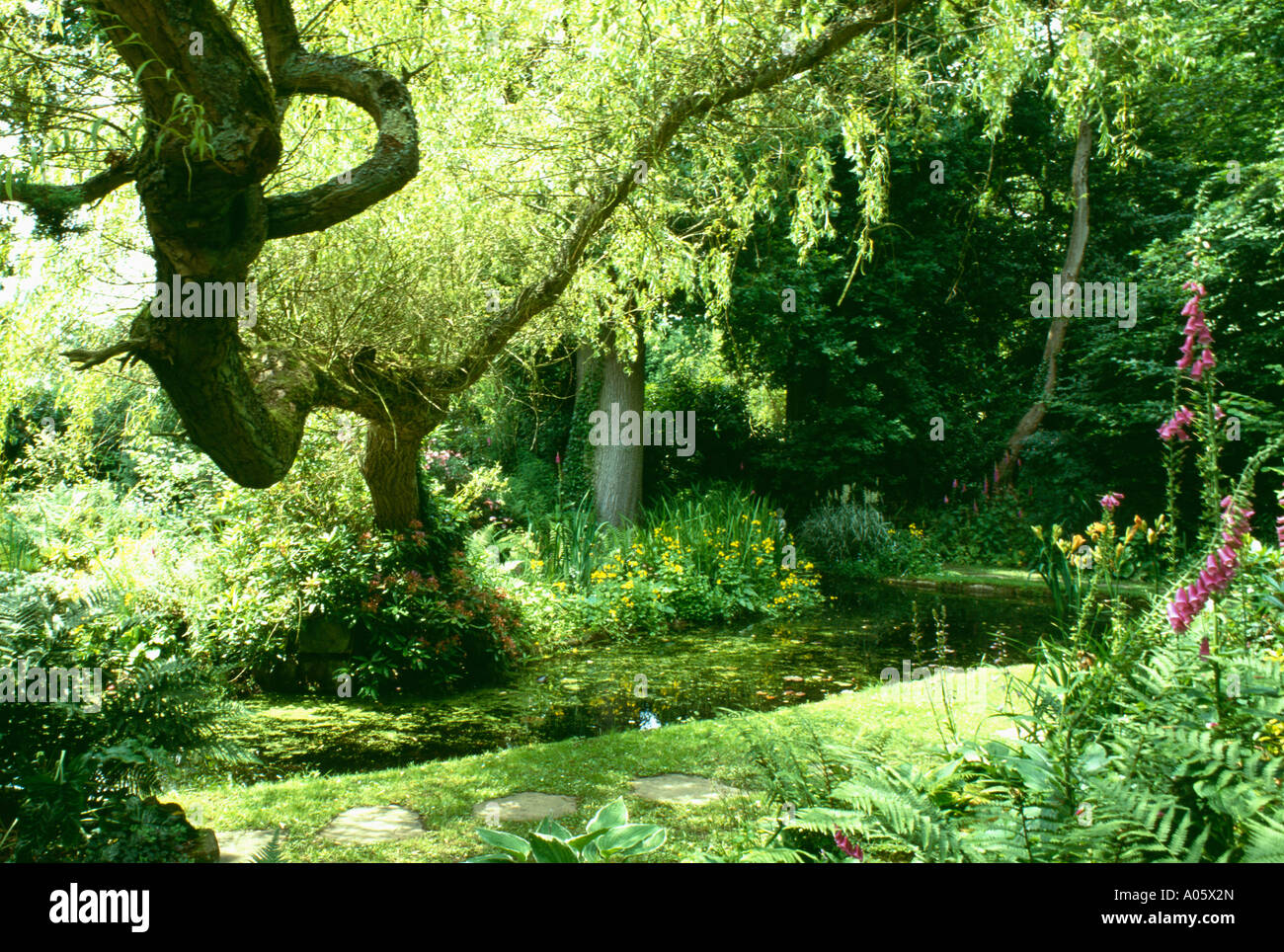 Large willow tree over stream in country garden Stock Photo - Alamy