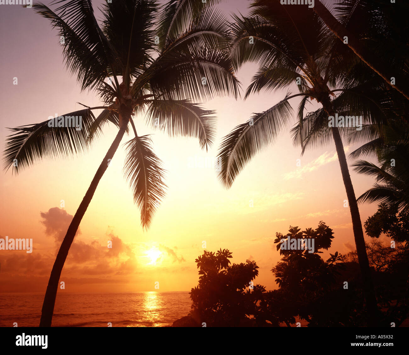 Hawaii palmtree silhouette hi-res stock photography and images - Alamy