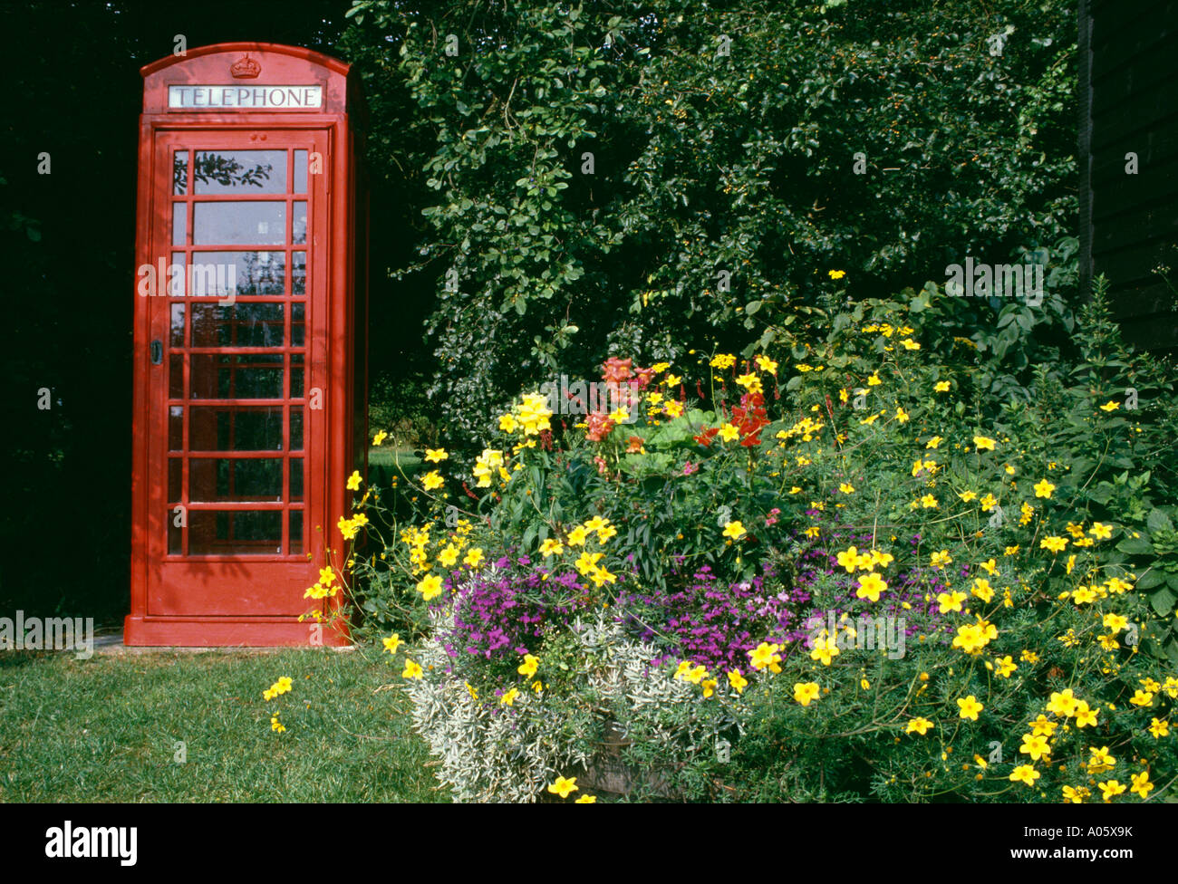 Red telephone box and colourful summer garden border with yellow bidens ...