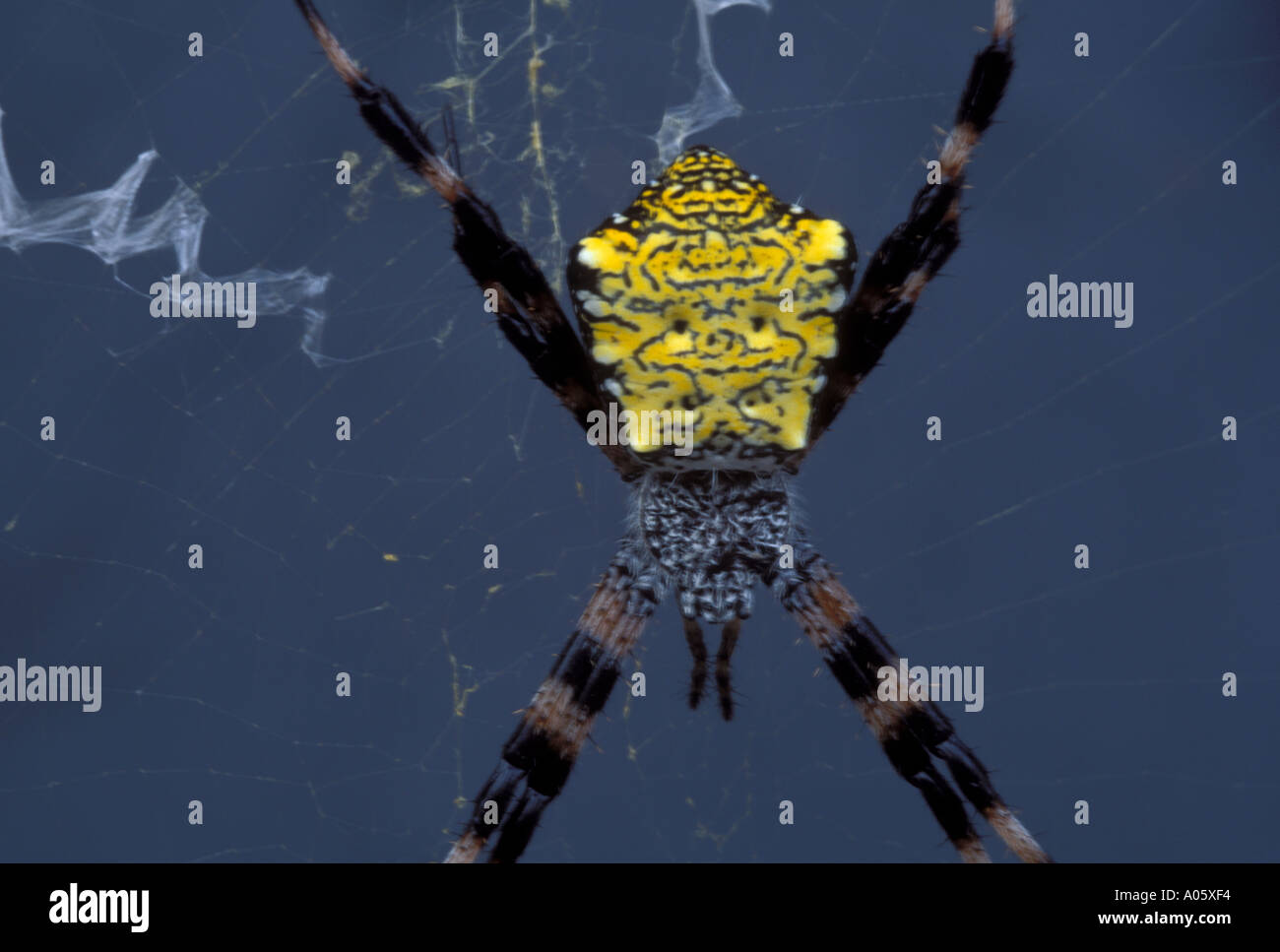 Spider ssp hi-res stock photography and images - Alamy