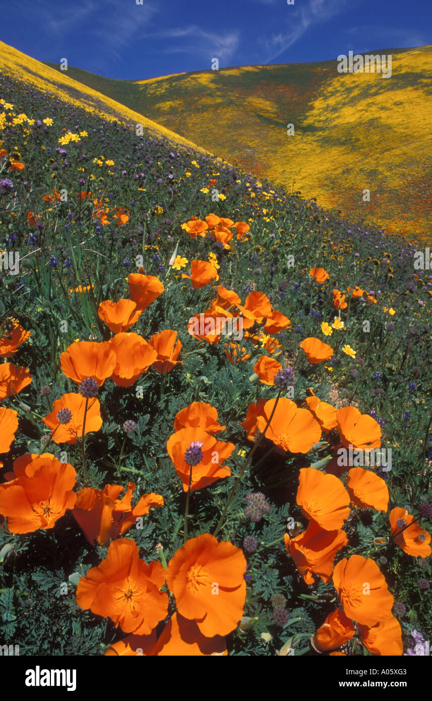 Panorama california poppies bloom hi-res stock photography and images ...