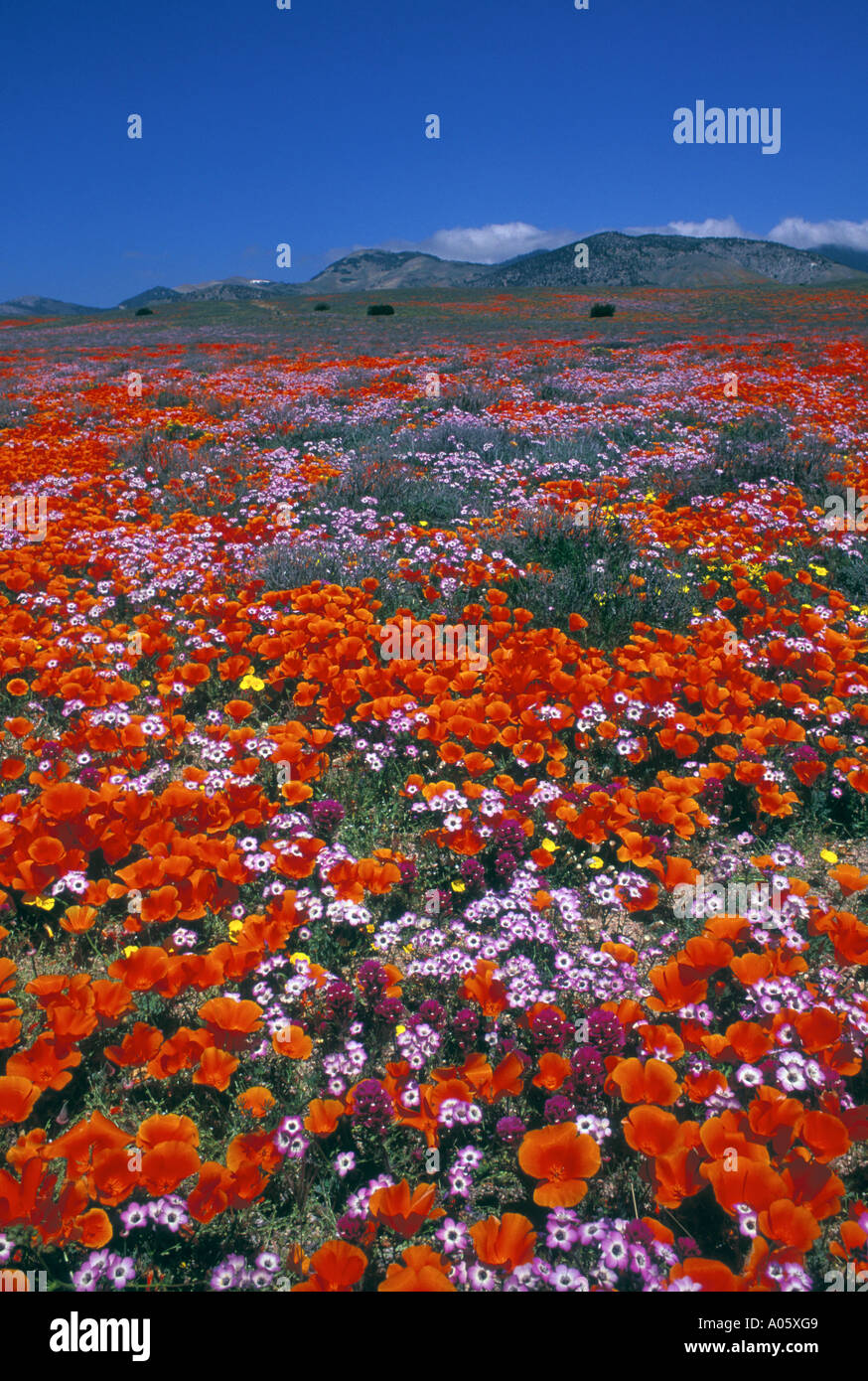 Spring bloom at Gorman California The Tehachapi mountains United States ...