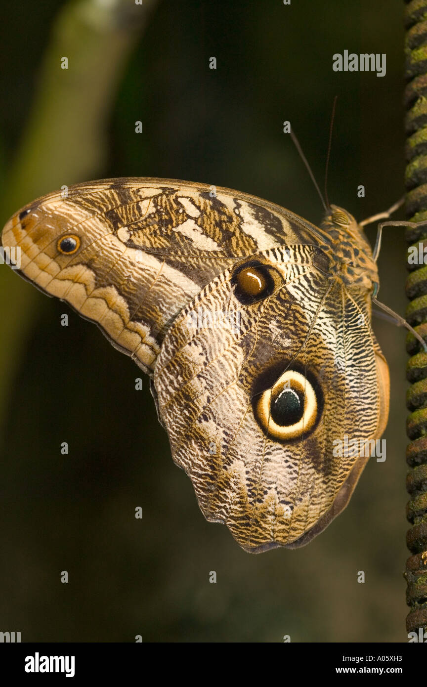 Butterfly house williamson park hi-res stock photography and images - Alamy