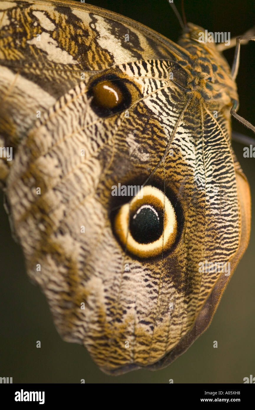 Butterfly house williamson park lancaster hi-res stock photography and ...
