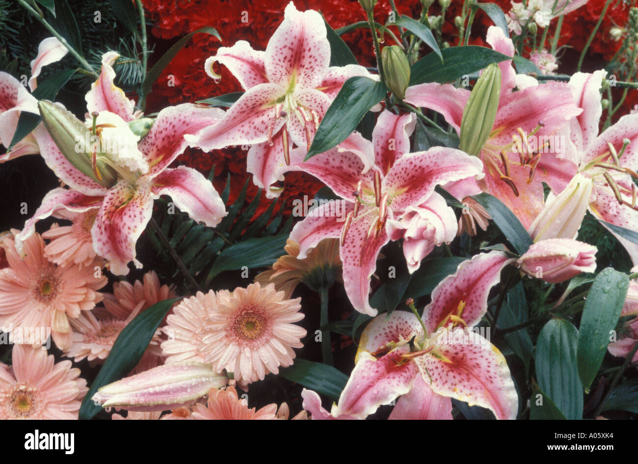 Lilly in a bouquet hi-res stock photography and images - Alamy