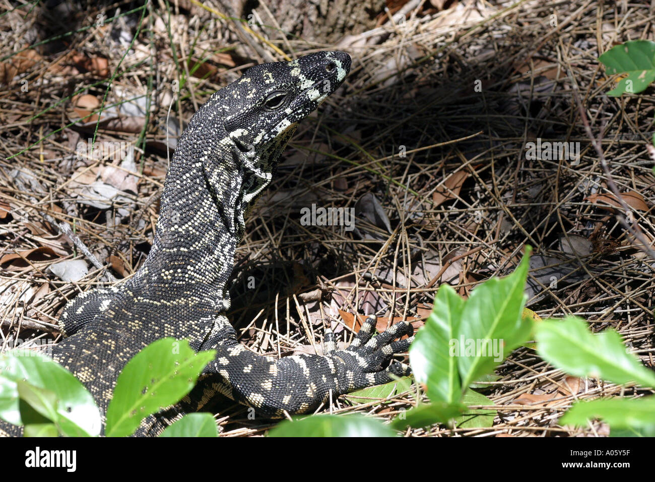 Monitor lizard Byron Bay New South Wales Australia Stock Photo - Alamy