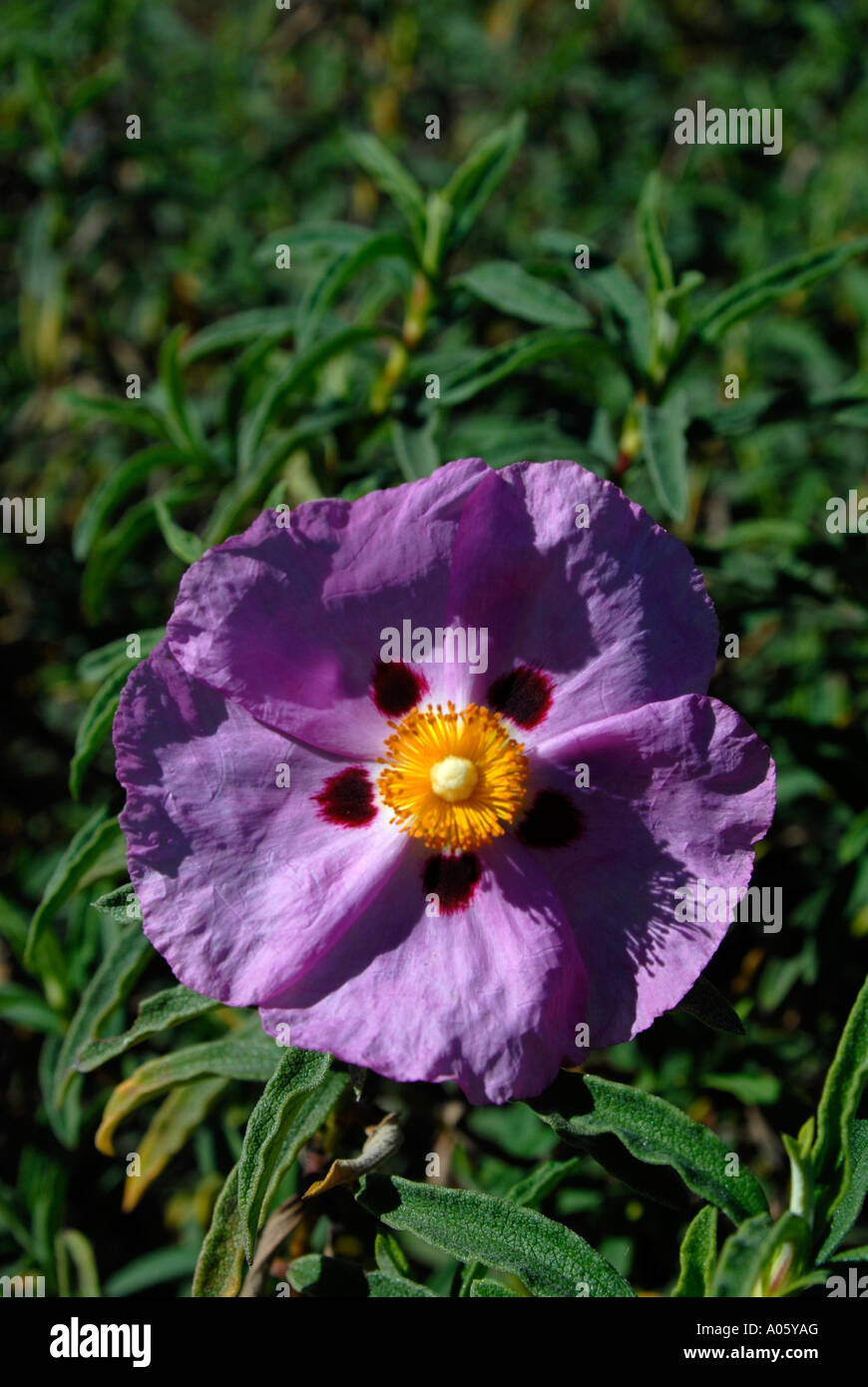 Magenta rock rose hi-res stock photography and images - Alamy