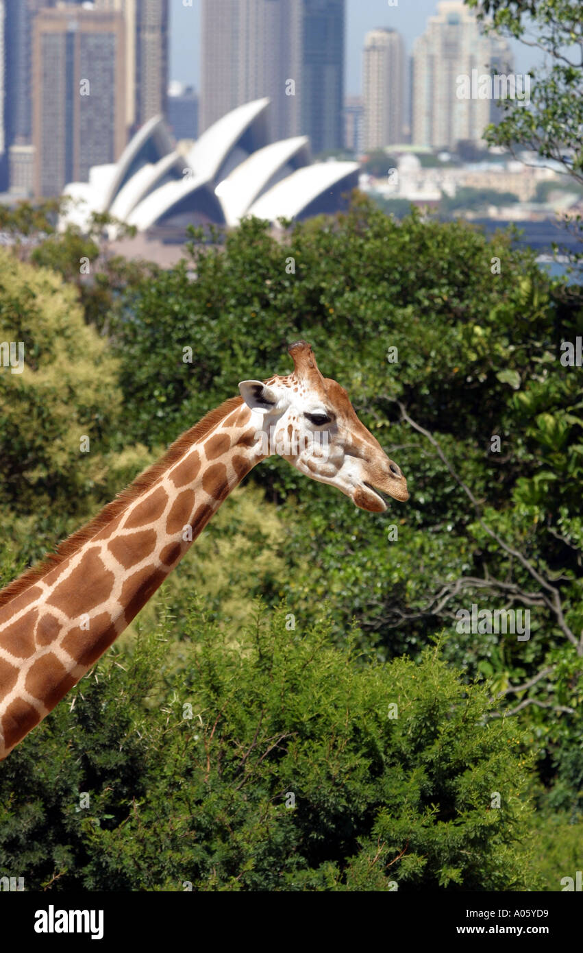 Giraffe at Taronga Zoo Sydney NSW Australia Stock Photo - Alamy