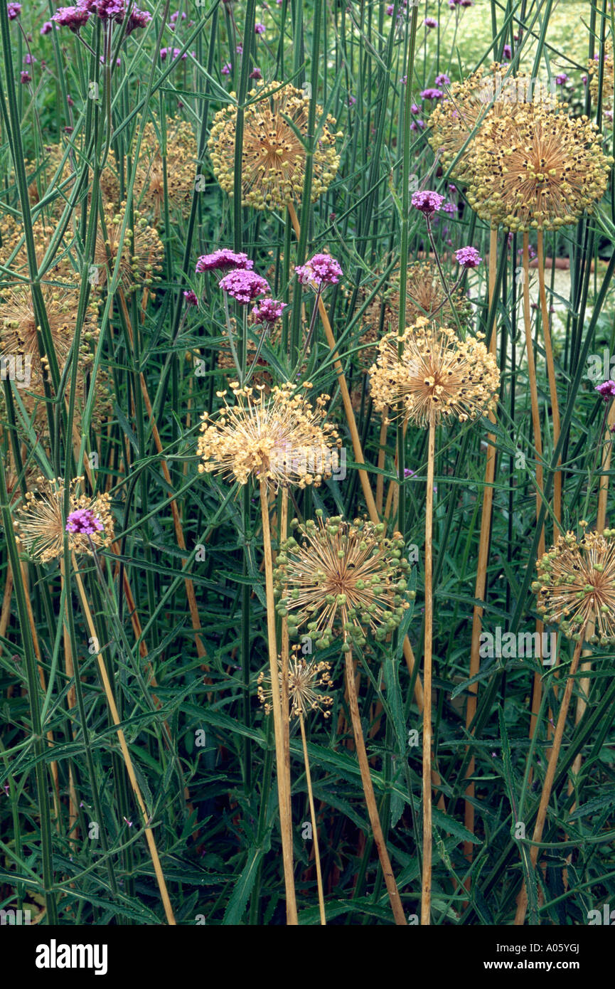 Allium seed heads hi-res stock photography and images - Alamy