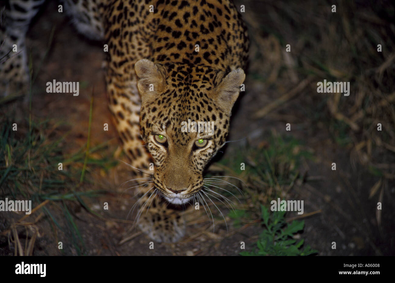 Leopard Kruger Game Reserve South Africa Stock Photo - Alamy