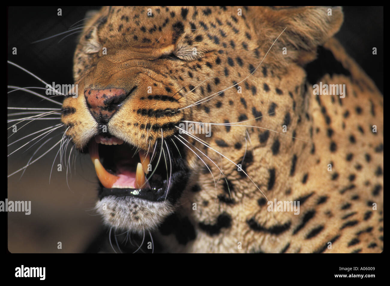 Leopard Zimbabwe Africa Stock Photo - Alamy