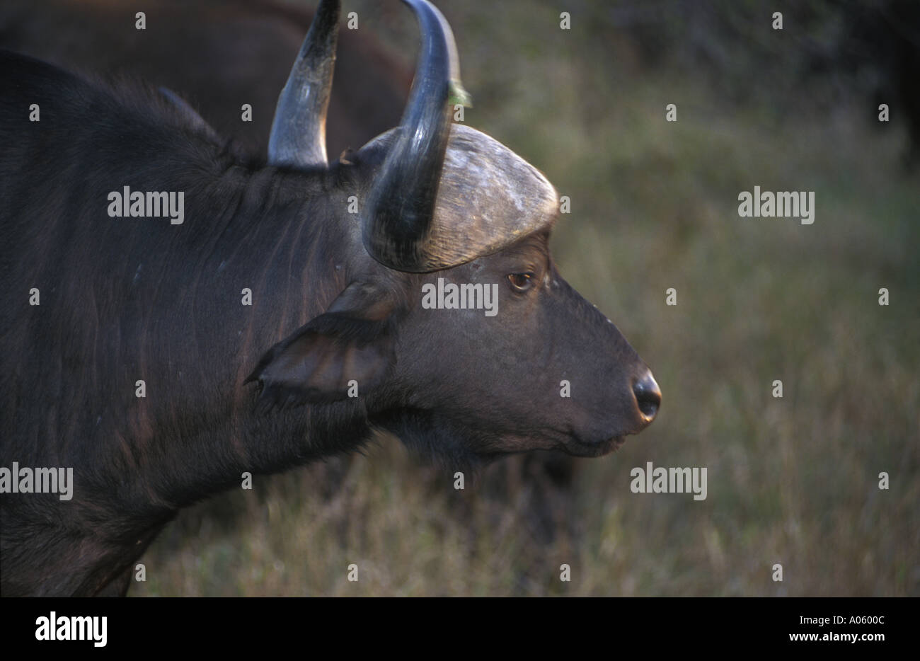 Mean cape buffalo hi-res stock photography and images - Alamy