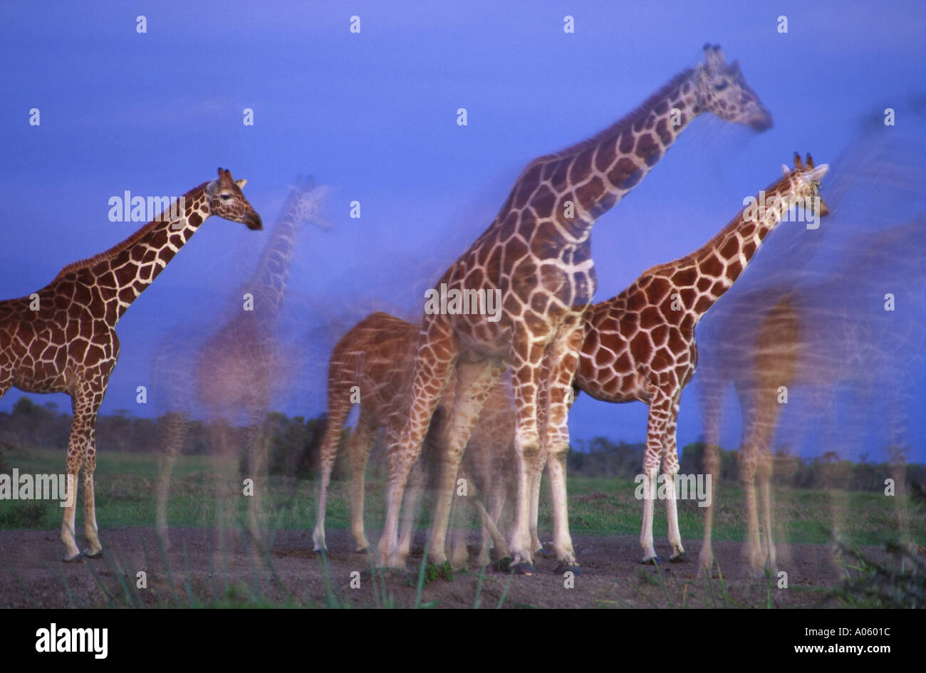 Giraffes movement hi-res stock photography and images - Alamy