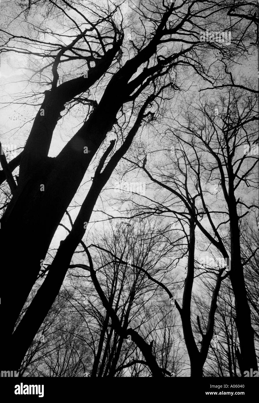defoliate tree and sky black and white Stock Photo - Alamy