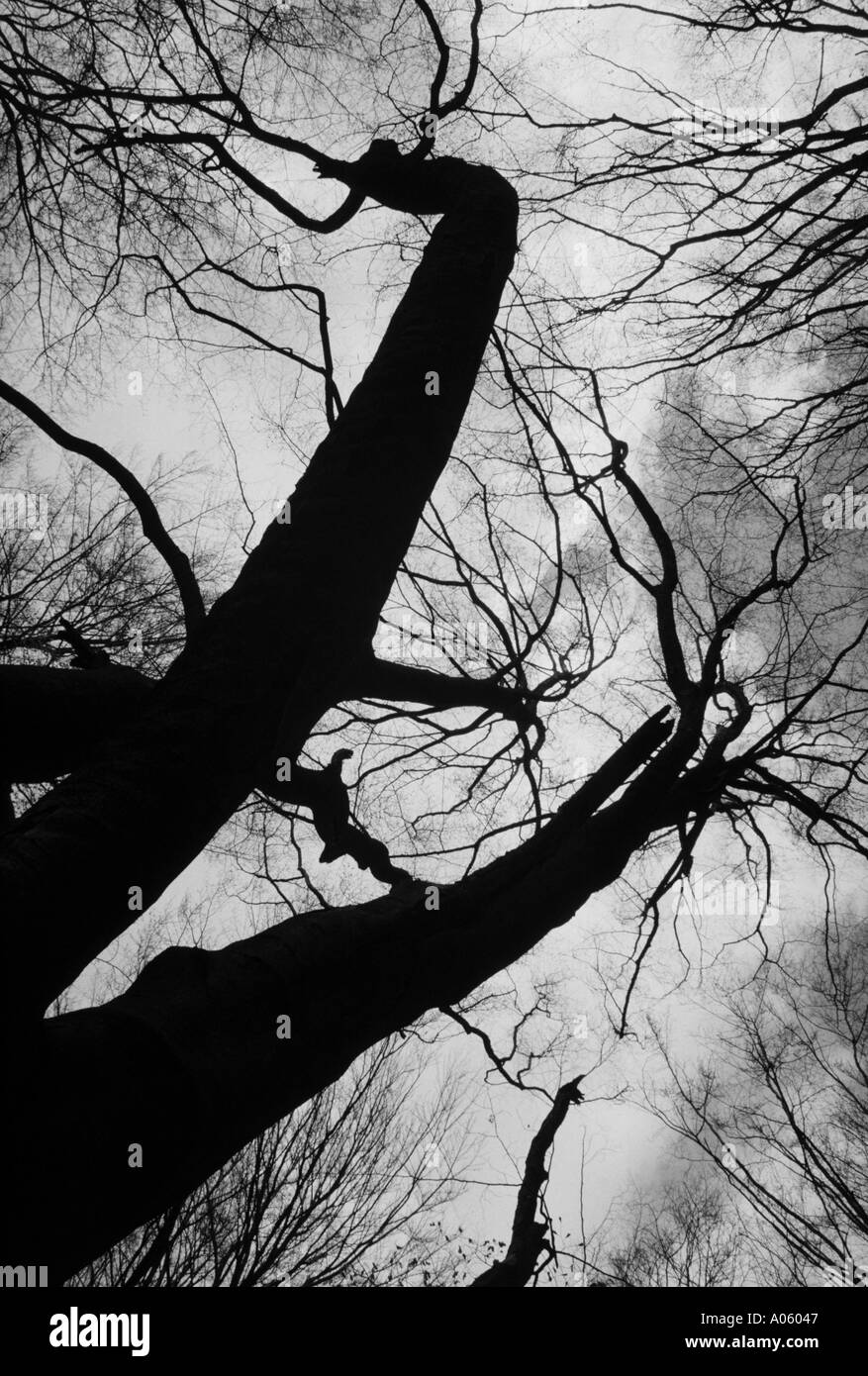 defoliate tree and sky black and white Stock Photo - Alamy