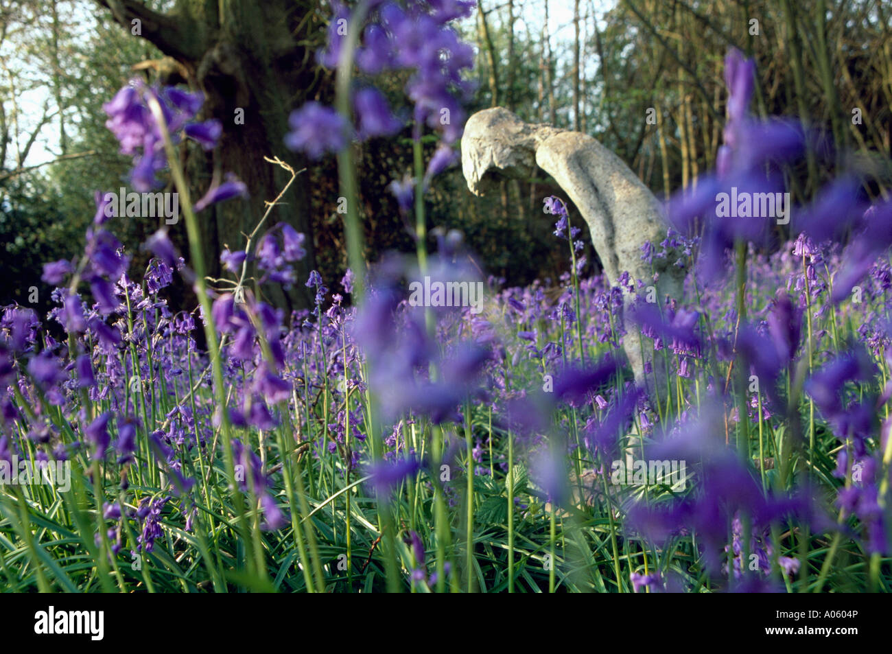 Statue in spring garden border of bluebells Stock Photo - Alamy