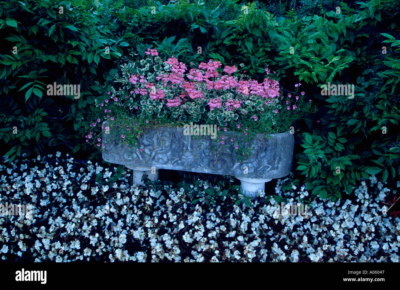 Pink geraniums in stone trough underplanted with pale blue violas Stock ...