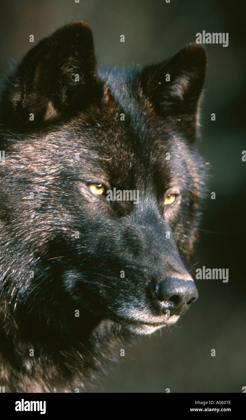 Black Canadian Wolf headshot Stock Photo - Alamy