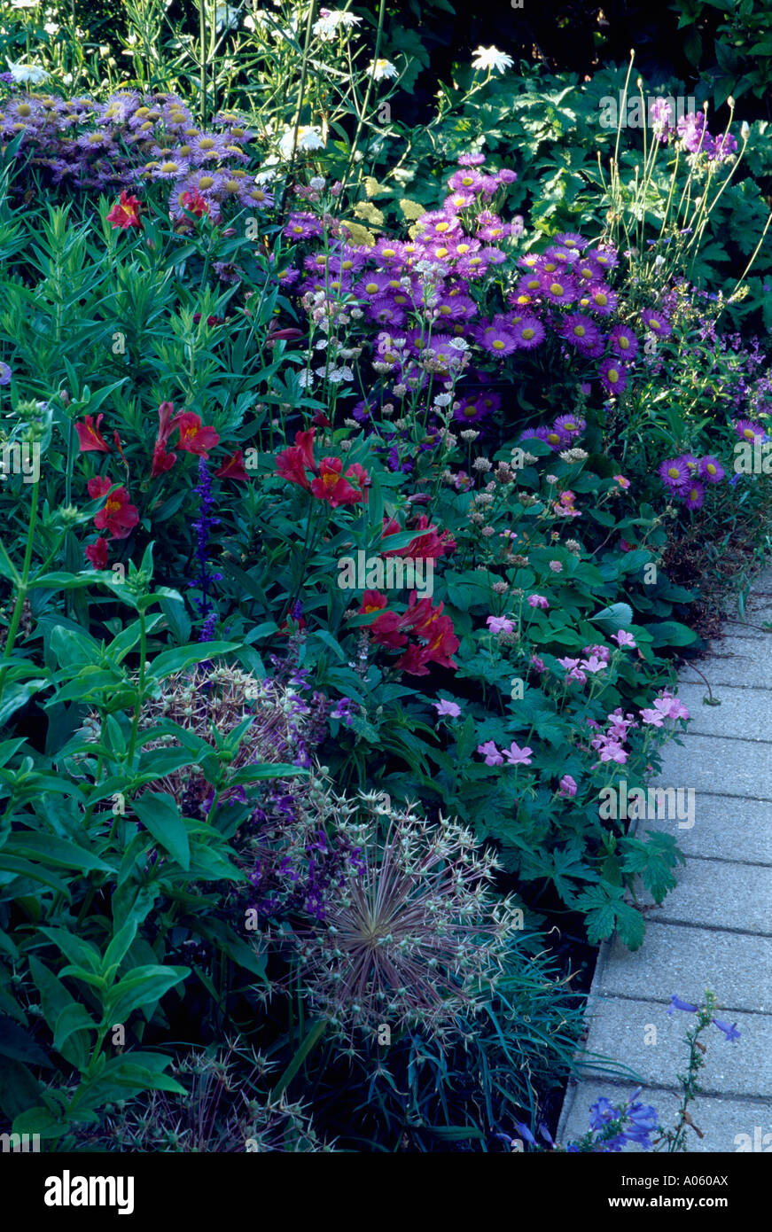 Purple-themed summer garden border with allium and erigeron Stock Photo ...