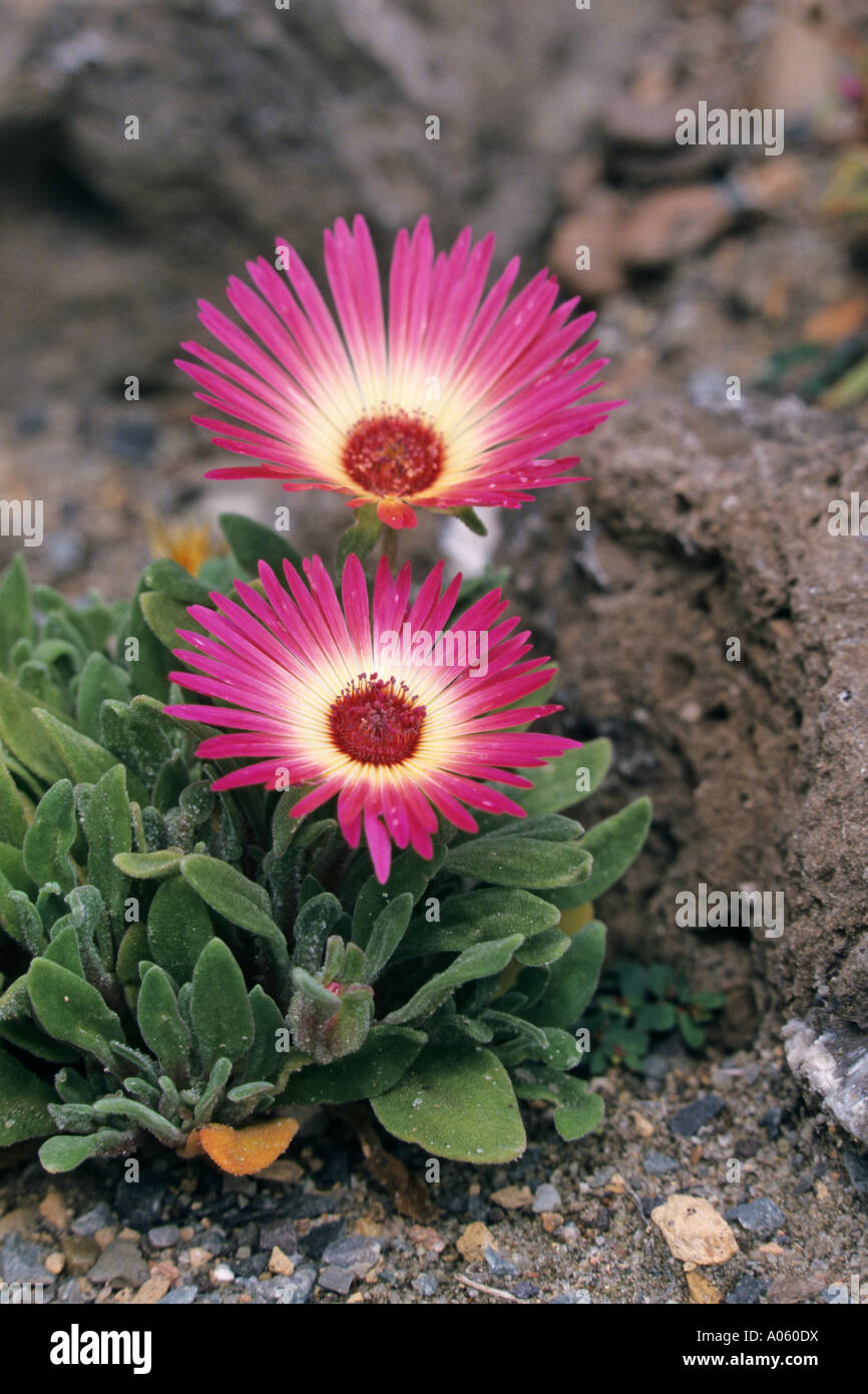 Midday flower (Dorotheanthus oculatus Stock Photo - Alamy