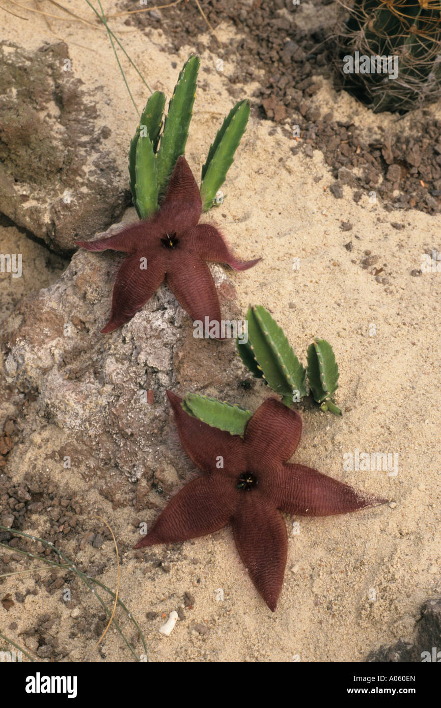 Carrion flower (Stapelia grandiflora Stock Photo - Alamy