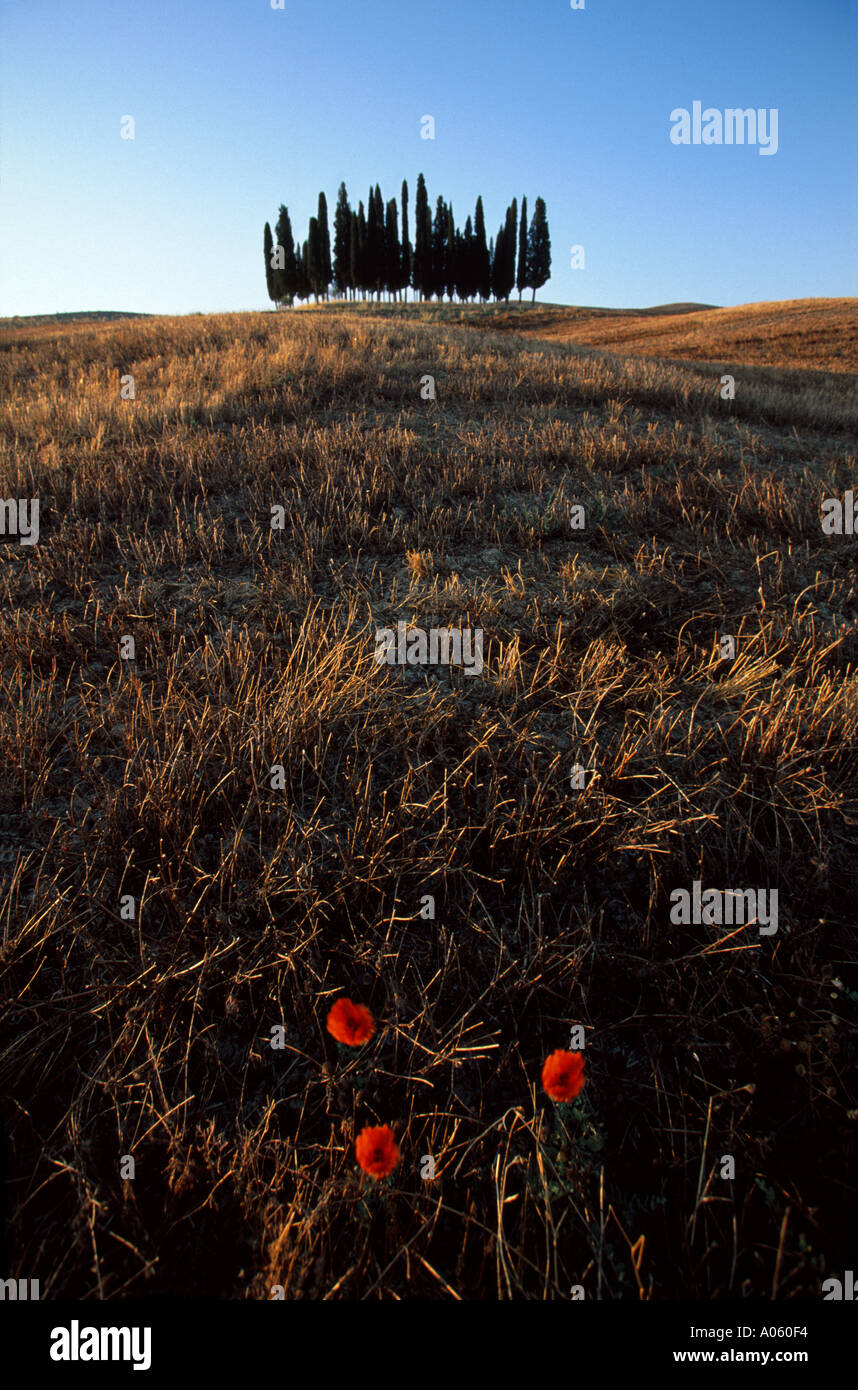Clump of trees hi-res stock photography and images - Alamy