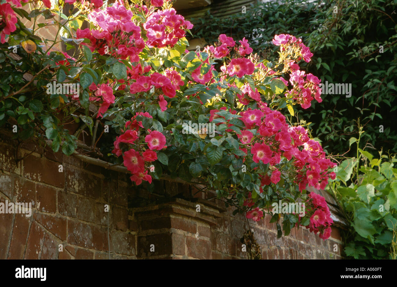 Red rose American Pillar over stone wall Stock Photo - Alamy
