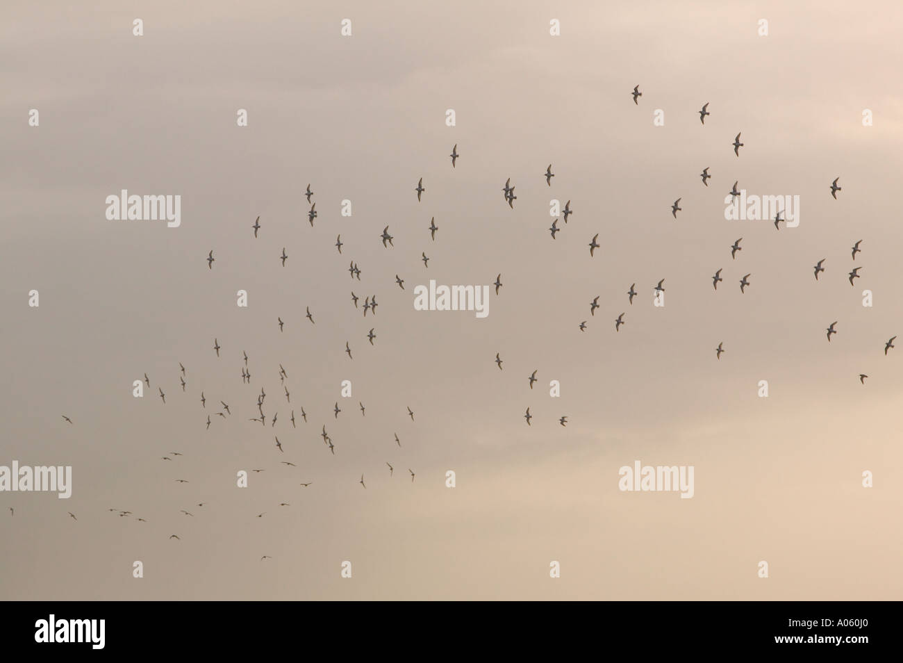 Flying plover hi-res stock photography and images - Alamy