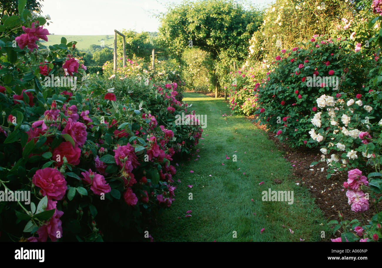 Grass path through rose garden with red and white roses Stock Photo - Alamy