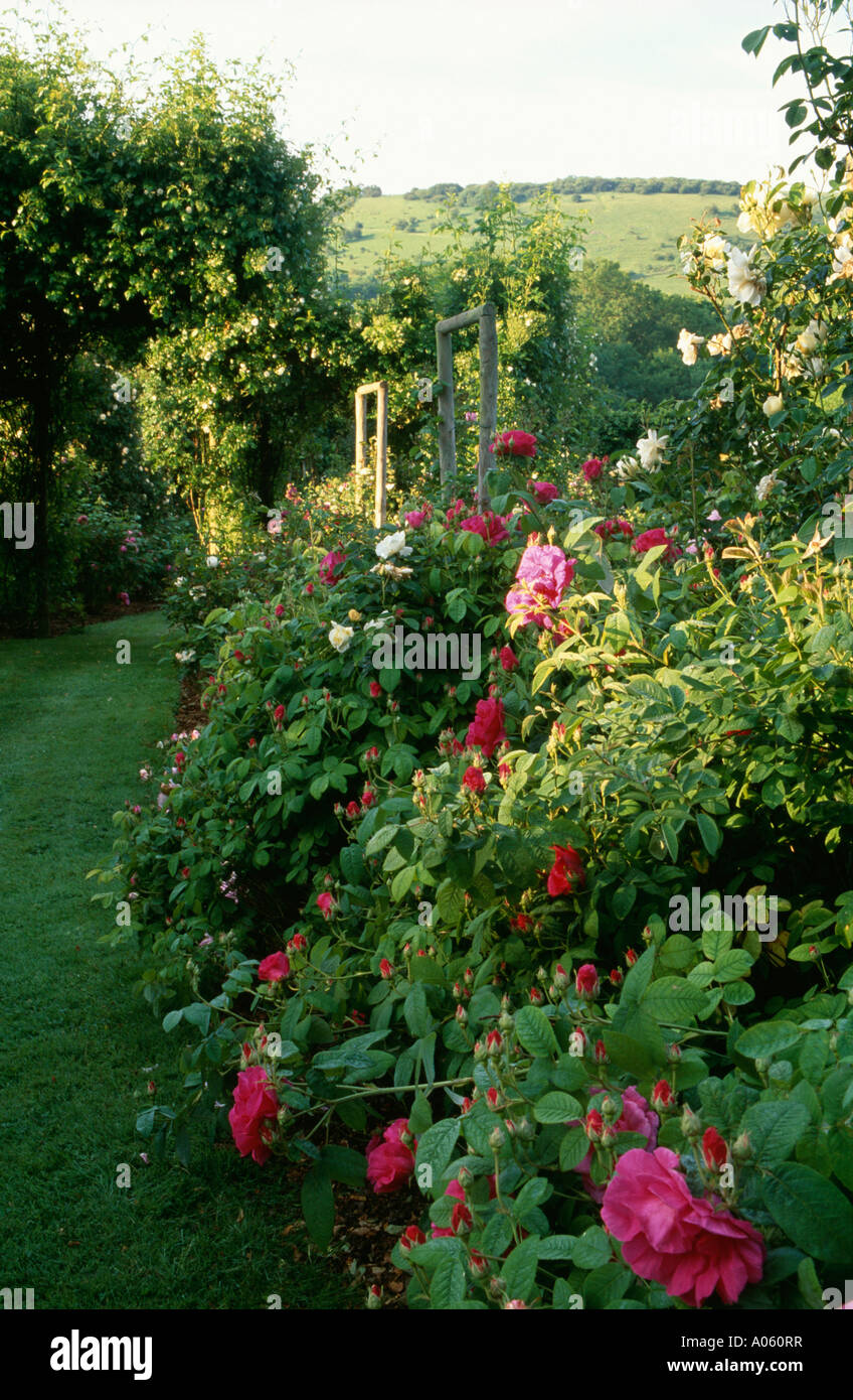 Pink and red Rosa Rugosa in country garden border with view of hills ...