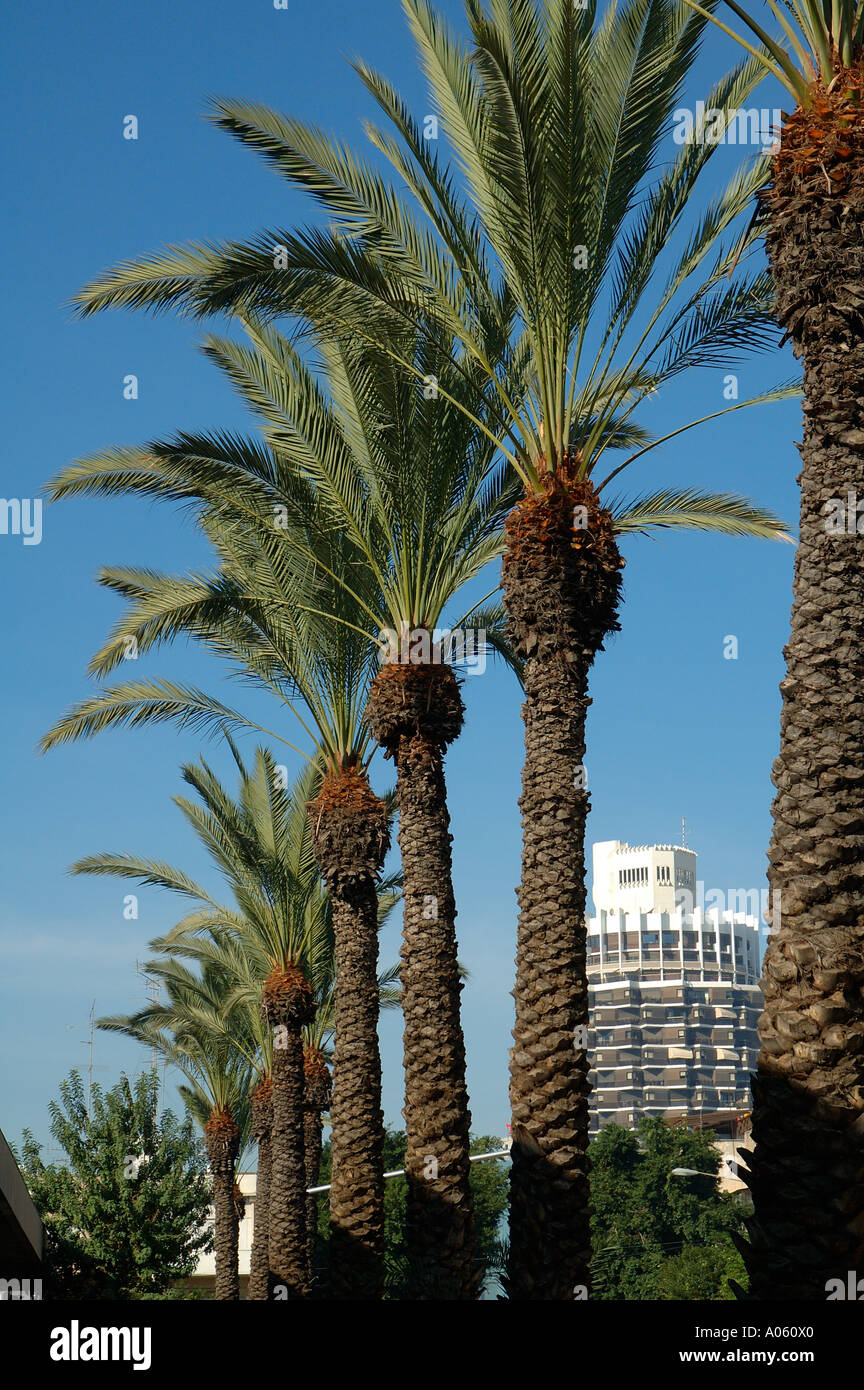 Phoenix dactylifera Palm trees with Dizzengof tower in background, Tel ...