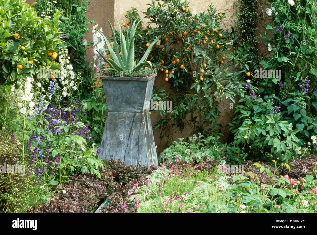 Agave in sculptural pot in garden border with delphiniums Stock Photo ...