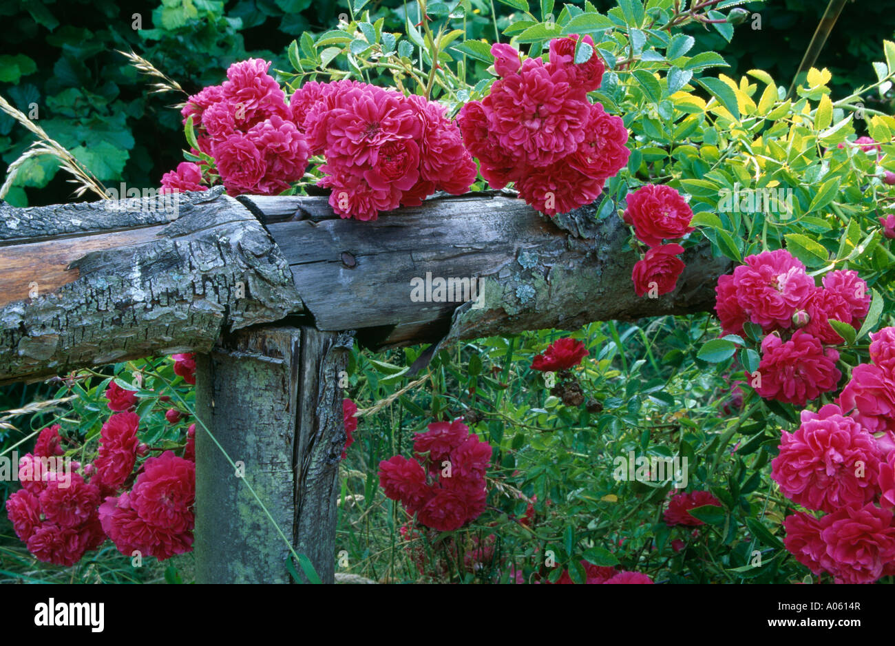Rose pergola hi-res stock photography and images - Alamy