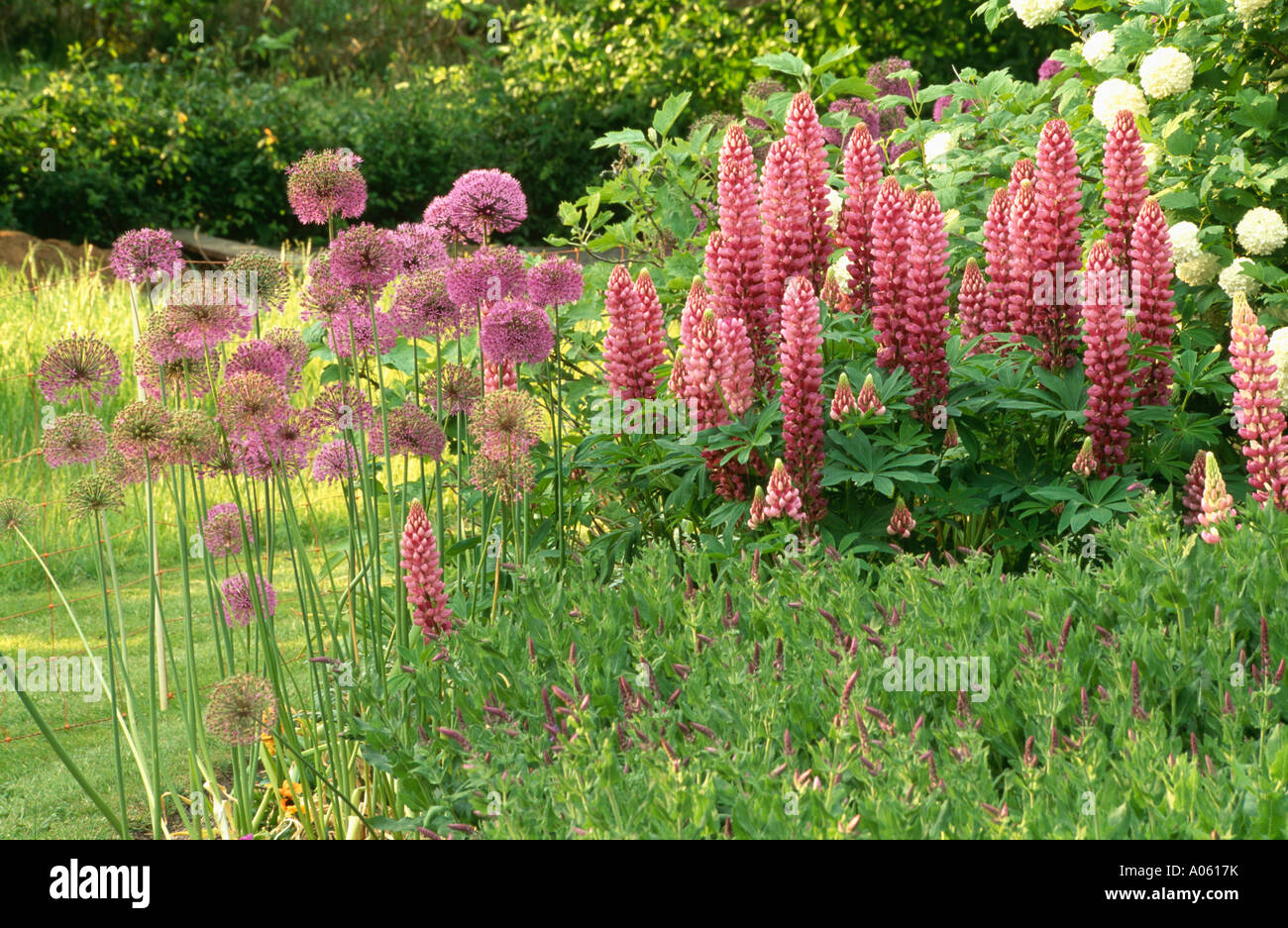 Purple Allium and pink Lupin in summer garden border Stock Photo - Alamy