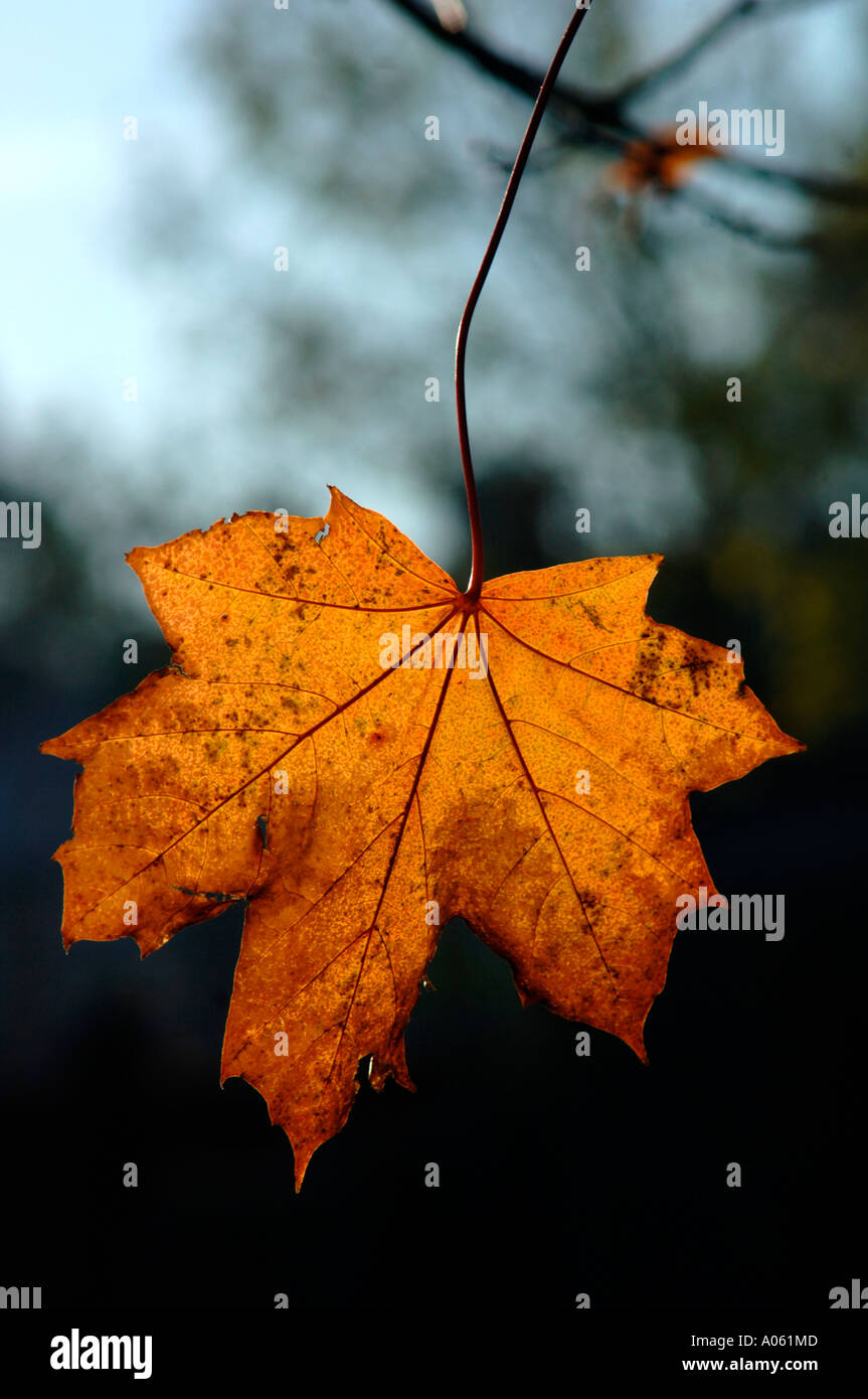 Distinctive leaf veins hi-res stock photography and images - Alamy