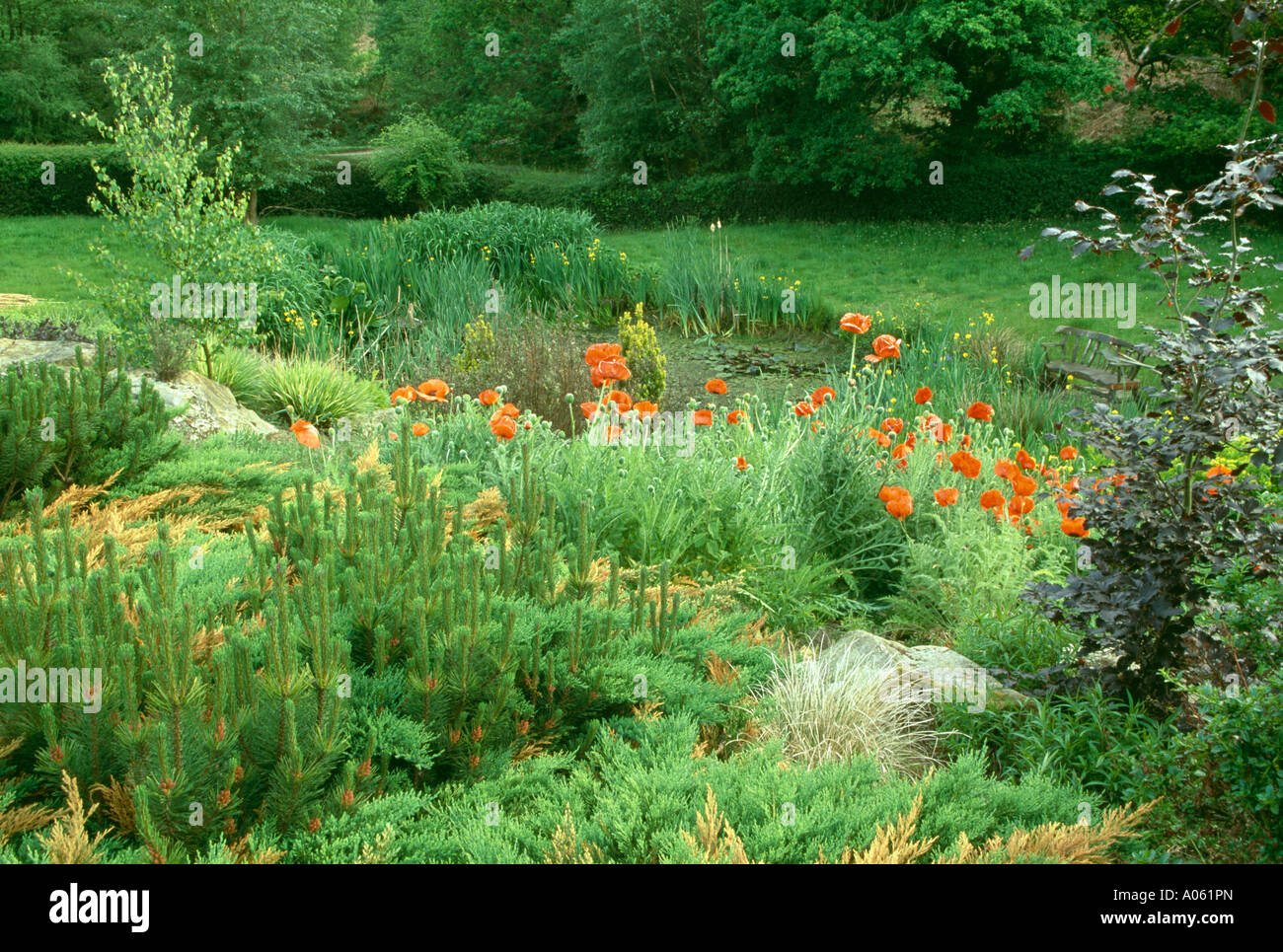Conifer garden summer hi-res stock photography and images - Alamy