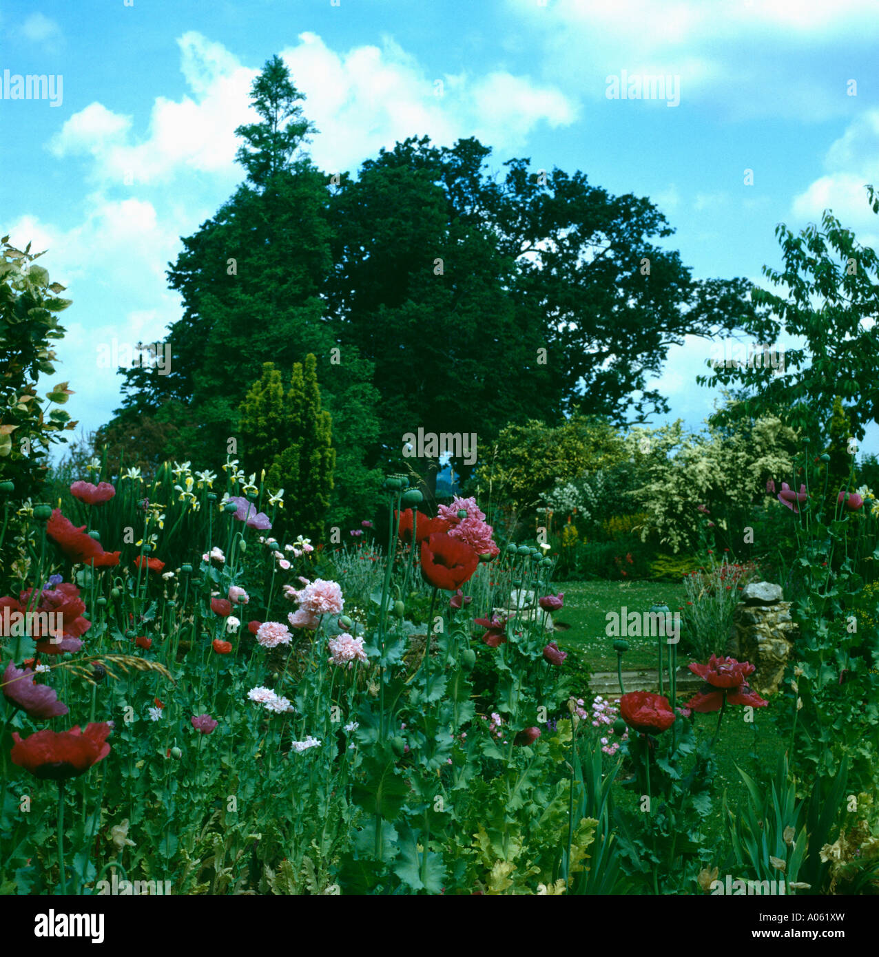 Pink and red poppies in country garden border Stock Photo - Alamy
