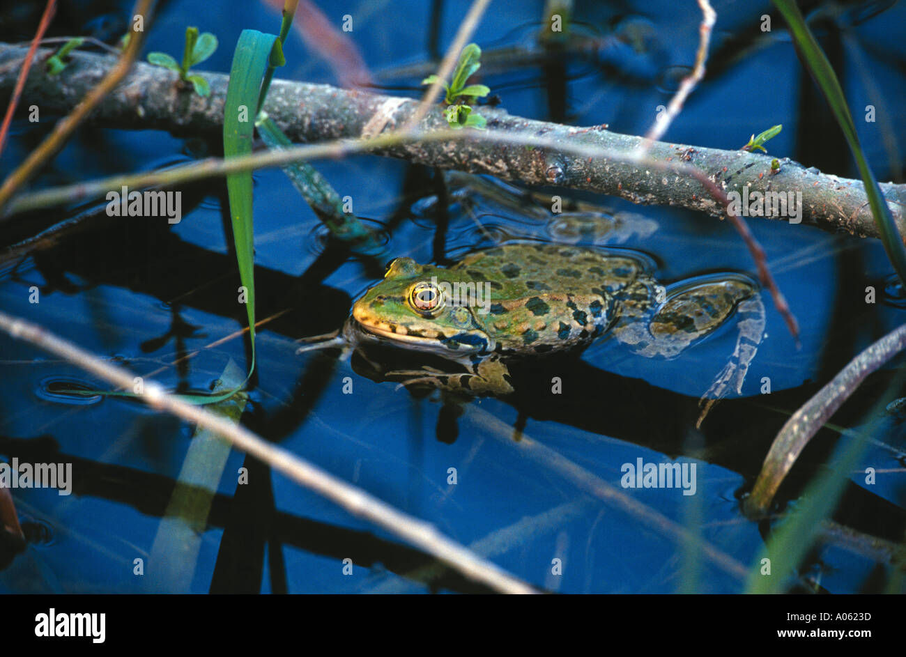 Frog floating in Buyuk Cekmece lake in Istanbul Turkey Stock Photo - Alamy