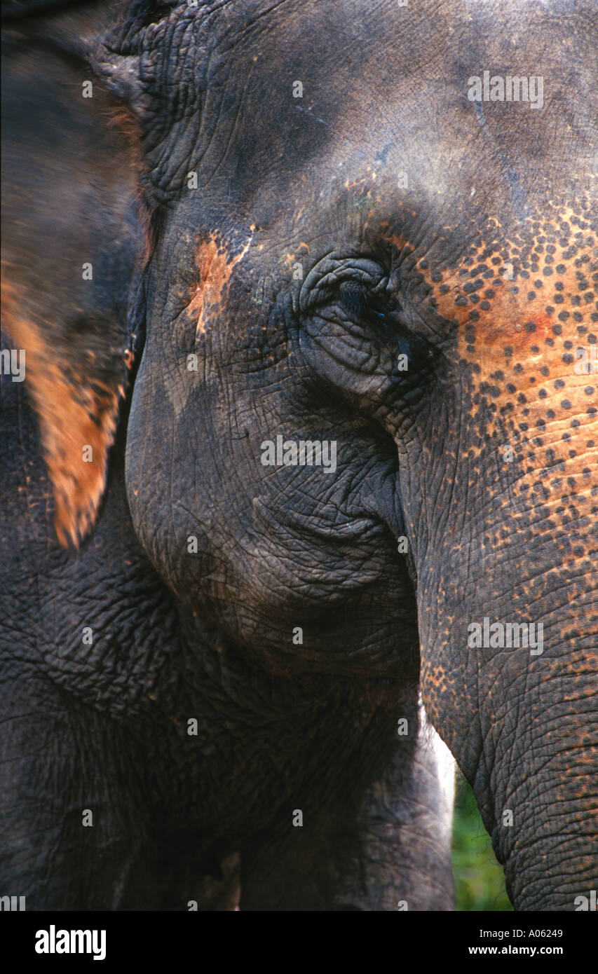 Elephant Chitwan National Park Nepal Stock Photo - Alamy
